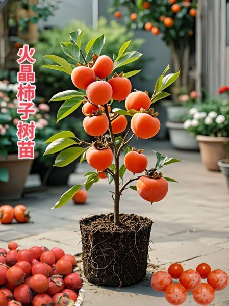 火晶柿子怎么挑_火晶柿子几月份成熟-第2张图片-山城妙识 火晶柿子怎么挑_火晶柿子几月份成熟-第2张图片-山城妙识