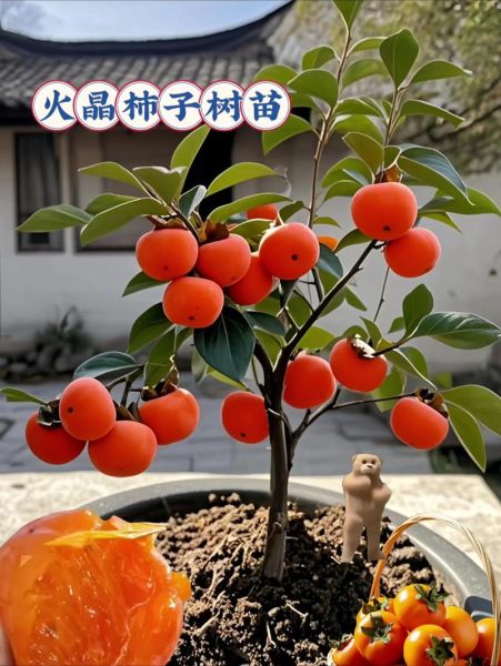 火晶柿子怎么挑_火晶柿子几月份成熟-第3张图片-山城妙识 火晶柿子怎么挑_火晶柿子几月份成熟-第3张图片-山城妙识