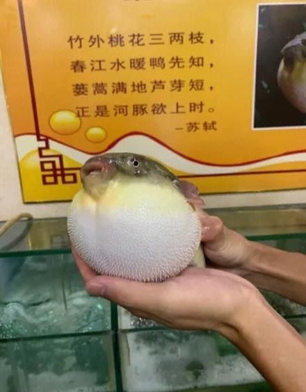 正是河豚欲上时是什么意思_春季吃河豚安全吗-第1张图片-山城妙识