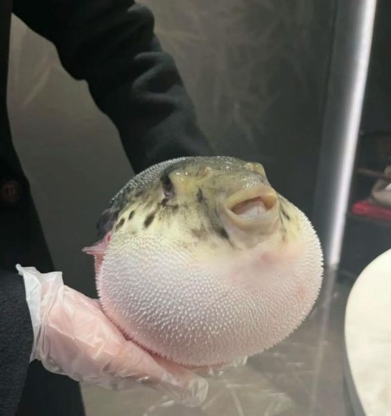 正是河豚欲上时是什么意思_春季吃河豚安全吗-第2张图片-山城妙识