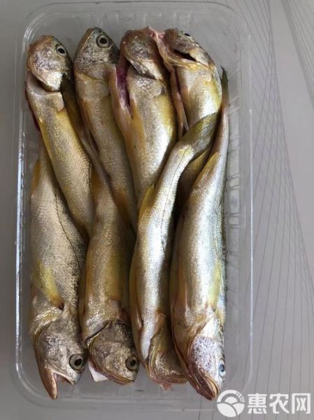 小黄花鱼价格多少钱一斤_小黄花鱼最新行情-第3张图片-山城妙识