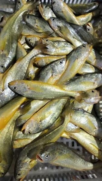 小黄花鱼价格多少钱一斤_小黄花鱼最新行情-第1张图片-山城妙识