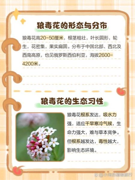 狼毒的功效与作用_狼毒能治什么病-第1张图片-山城妙识