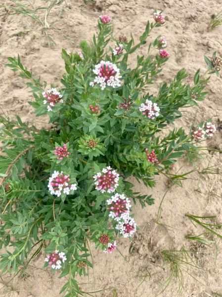 狼毒的功效与作用_狼毒能治什么病-第2张图片-山城妙识