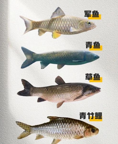 淡水鱼图片大全_如何辨别常见品种-第2张图片-山城妙识