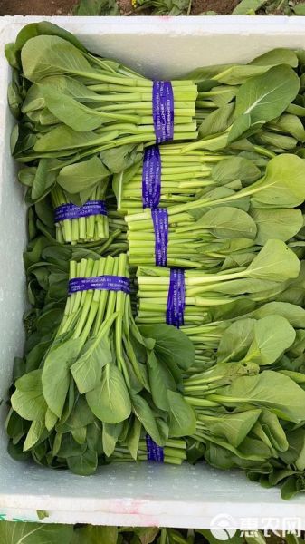 菜心别名叫什么_菜心又叫什么名字-第2张图片-山城妙识