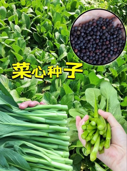 菜心别名叫什么_菜心又叫什么名字-第3张图片-山城妙识