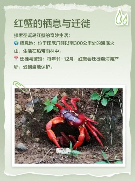 红地蟹能吃吗_红地蟹与圣诞岛红蟹区别-第1张图片-山城妙识