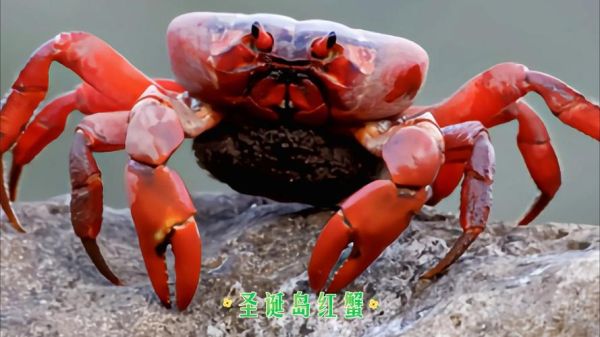 红地蟹能吃吗_红地蟹与圣诞岛红蟹区别-第2张图片-山城妙识