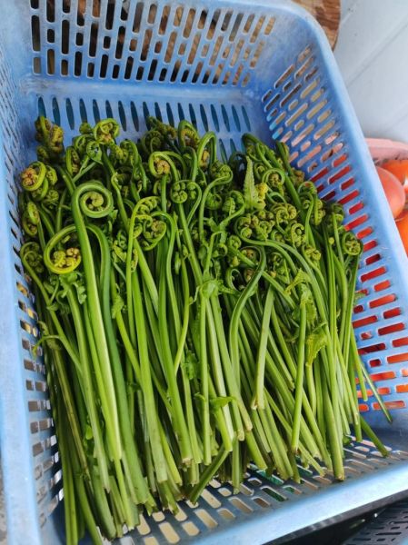 广东菜野菜有哪些_广东野菜怎么吃-第2张图片-山城妙识