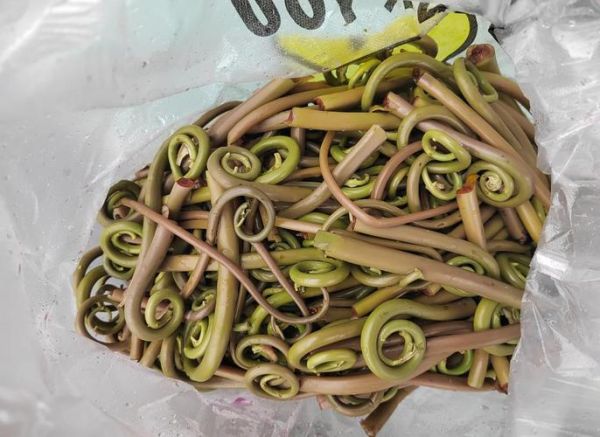 广东菜野菜有哪些_广东野菜怎么吃-第1张图片-山城妙识