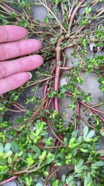 广东菜野菜有哪些_广东野菜怎么吃-第3张图片-山城妙识