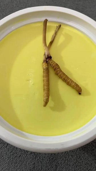 虫草怎么吃才正确_虫草一天吃几根最好-第3张图片-山城妙识