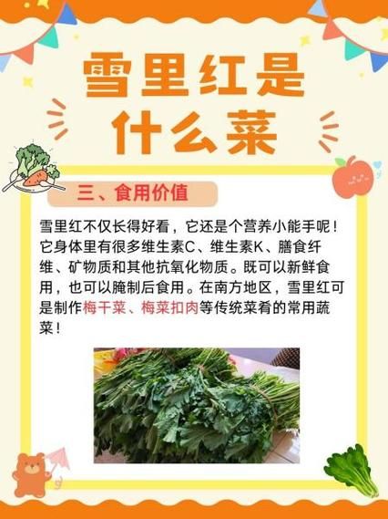 野生雪里红菜图片大全_如何辨别真假-第1张图片-山城妙识