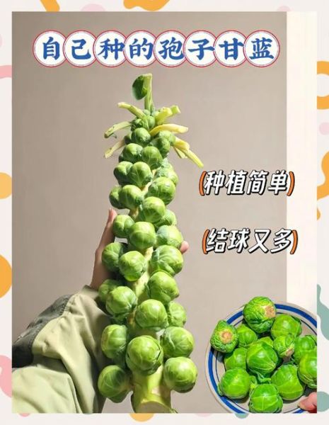 孢子甘蓝怎么做好吃_孢子甘蓝的做法大全-第2张图片-山城妙识 孢子甘蓝怎么做好吃_孢子甘蓝的做法大全-第2张图片-山城妙识