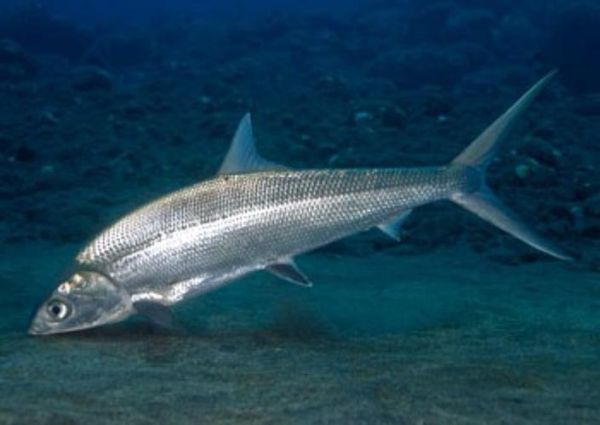 虱目鱼怎么读_虱目鱼是什么鱼-第1张图片-山城妙识