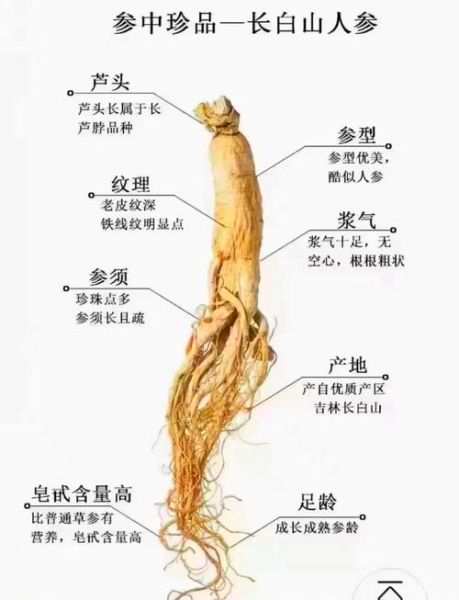 白参和人参有什么区别_功效差异与选购指南-第1张图片-山城妙识 白参和人参有什么区别_功效差异与选购指南-第1张图片-山城妙识