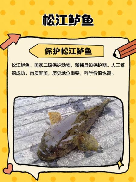 松江鲈鱼现在吃犯法吗_松江鲈鱼保护级别-第2张图片-山城妙识 松江鲈鱼现在吃犯法吗_松江鲈鱼保护级别-第2张图片-山城妙识