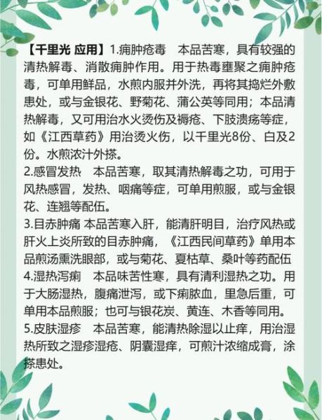 千里光的功效与作用_千里光可以长期泡水喝吗-第1张图片-山城妙识