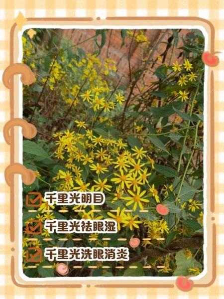 千里光的功效与作用_千里光可以长期泡水喝吗-第3张图片-山城妙识