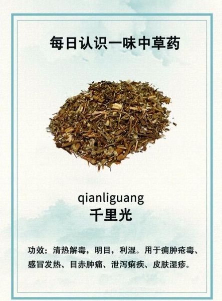 千里光的功效与作用_千里光可以长期泡水喝吗-第2张图片-山城妙识