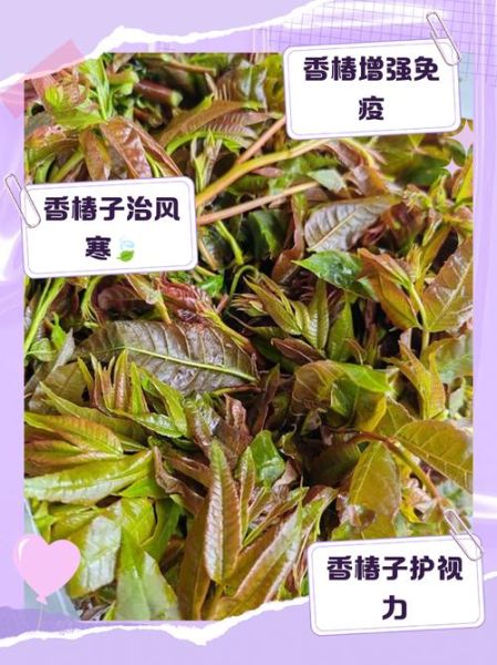 孕妇能吃香椿芽吗_香椿芽孕妇可以吃吗-第1张图片-山城妙识
