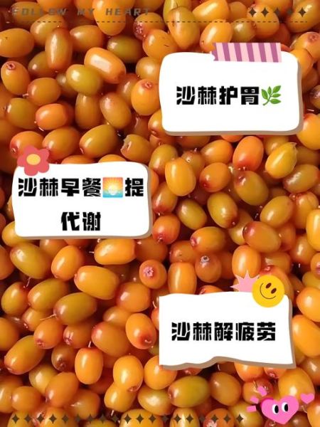 沙棘怎么吃最好_沙棘果的正确吃法-第1张图片-山城妙识