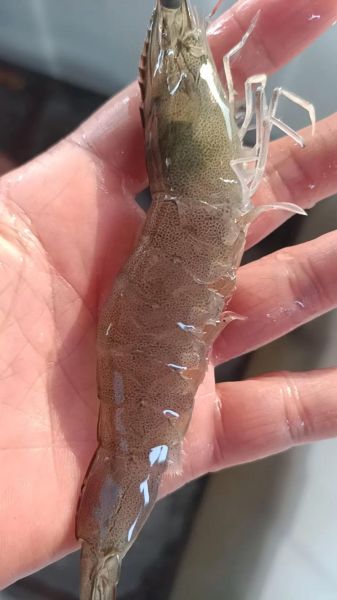 白对虾怎么做好吃_白对虾的做法大全-第2张图片-山城妙识