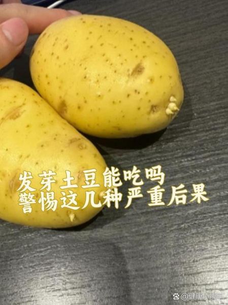 土豆刚冒出一点小芽的能吃吗_土豆发芽了怎么处理-第3张图片-山城妙识