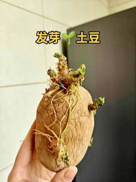 土豆刚冒出一点小芽的能吃吗_土豆发芽了怎么处理-第2张图片-山城妙识