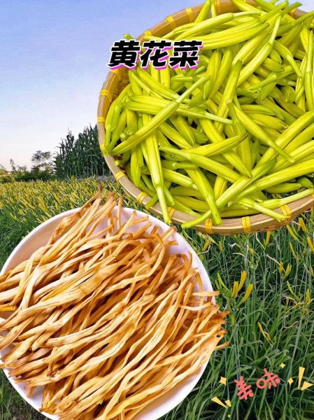 金针菜图片大全大图_金针菜怎么挑选-第1张图片-山城妙识