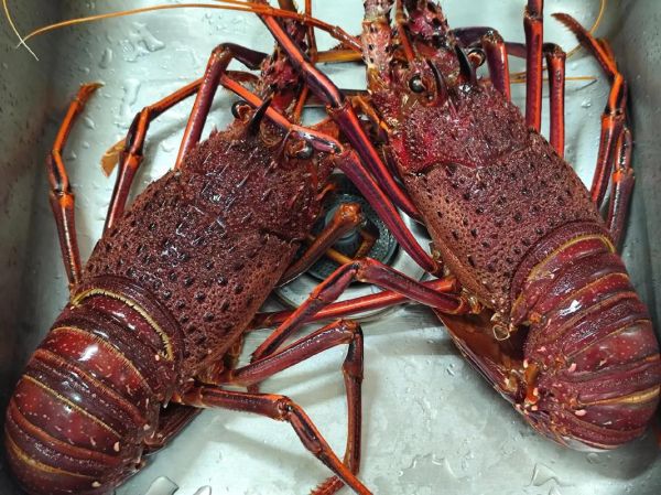 活龙虾怎么保存_活龙虾图片怎么看新鲜度-第3张图片-山城妙识 活龙虾怎么保存_活龙虾图片怎么看新鲜度-第3张图片-山城妙识