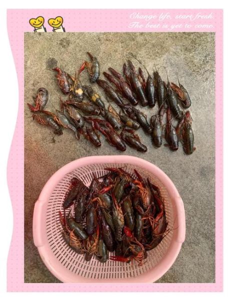活龙虾怎么保存_活龙虾图片怎么看新鲜度-第1张图片-山城妙识 活龙虾怎么保存_活龙虾图片怎么看新鲜度-第1张图片-山城妙识