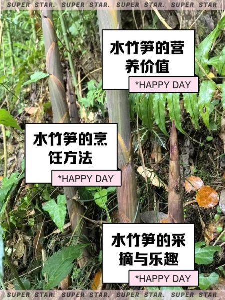 水竹笋怎么做好吃_水竹笋的功效与作用-第1张图片-山城妙识 水竹笋怎么做好吃_水竹笋的功效与作用-第1张图片-山城妙识