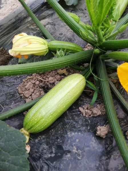 西胡瓜图片大全_西胡瓜长什么样-第2张图片-山城妙识 西胡瓜图片大全_西胡瓜长什么样-第2张图片-山城妙识