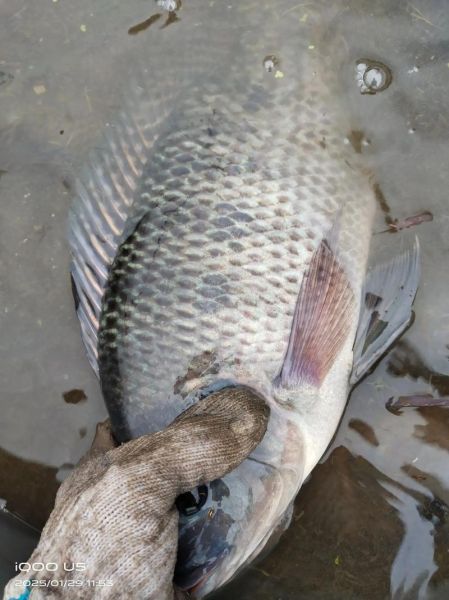稻花鱼怎么养_稻花鱼养殖技术要点-第3张图片-山城妙识 稻花鱼怎么养_稻花鱼养殖技术要点-第3张图片-山城妙识