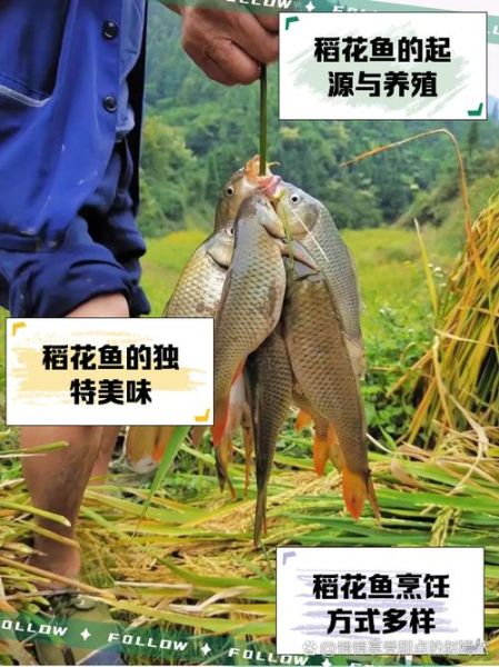 稻花鱼怎么养_稻花鱼养殖技术要点-第1张图片-山城妙识 稻花鱼怎么养_稻花鱼养殖技术要点-第1张图片-山城妙识
