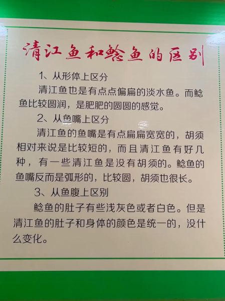 清江鱼和鲶鱼有什么区别_哪个更好吃-第1张图片-山城妙识 清江鱼和鲶鱼有什么区别_哪个更好吃-第1张图片-山城妙识