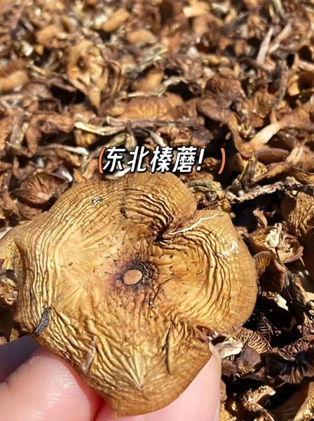 东北蘑菇种类有哪些_东北蘑菇图片怎么识别-第2张图片-山城妙识