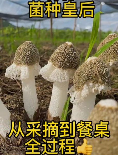 竹荪菌种怎么培植_竹荪菌种培植方法-第1张图片-山城妙识