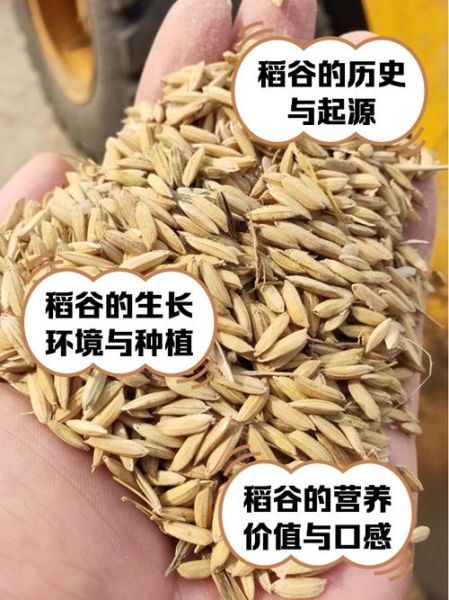 稻谷图片大全_稻谷品种识别方法-第1张图片-山城妙识