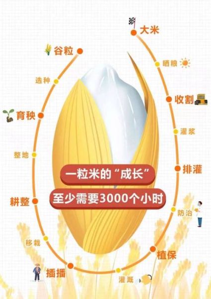 稻谷图片大全_稻谷品种识别方法-第3张图片-山城妙识