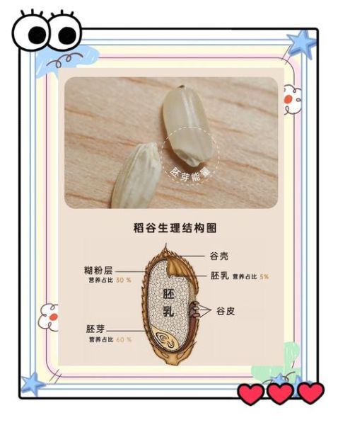 稻谷图片大全_稻谷品种识别方法-第2张图片-山城妙识