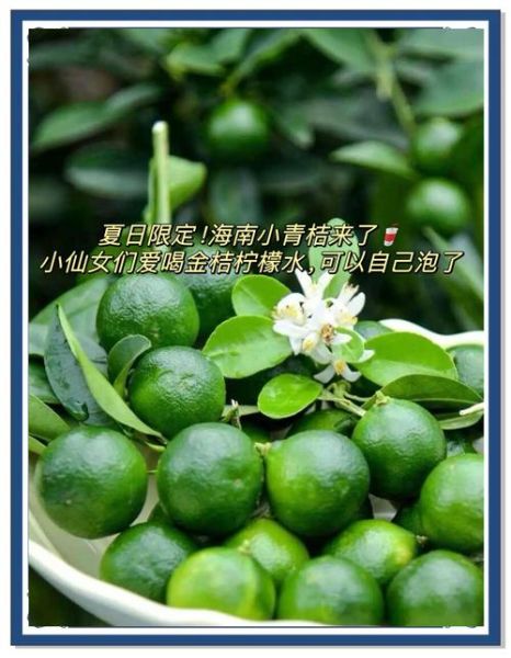 自制金桔柠檬水怎么做_金桔柠檬水做法比例是多少-第2张图片-山城妙识