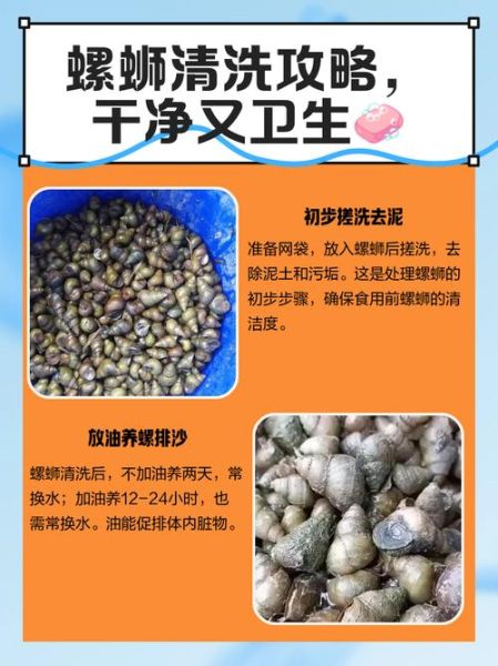 田螺怎么清洗才能洗干净_田螺清洗去沙最快方法-第1张图片-山城妙识