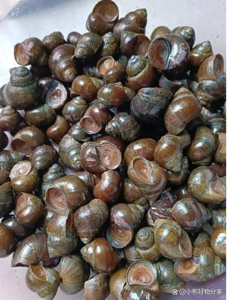 田螺怎么清洗才能洗干净_田螺清洗去沙最快方法-第2张图片-山城妙识