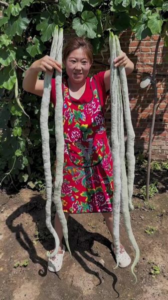 蛇豆怎么做好吃_蛇豆的做法大全集-第1张图片-山城妙识