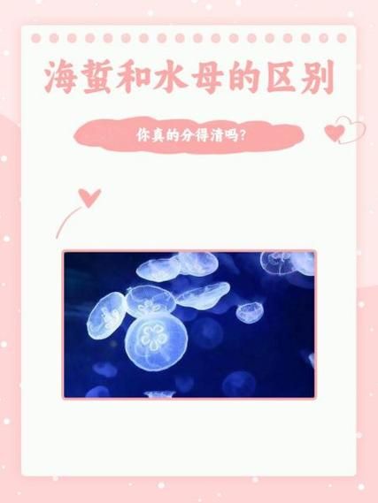 海蜇皮是水母吗_海蜇皮和水母的区别-第1张图片-山城妙识 海蜇皮是水母吗_海蜇皮和水母的区别-第1张图片-山城妙识
