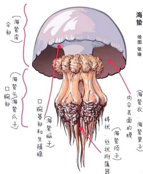 海蜇皮是水母吗_海蜇皮和水母的区别-第2张图片-山城妙识 海蜇皮是水母吗_海蜇皮和水母的区别-第2张图片-山城妙识