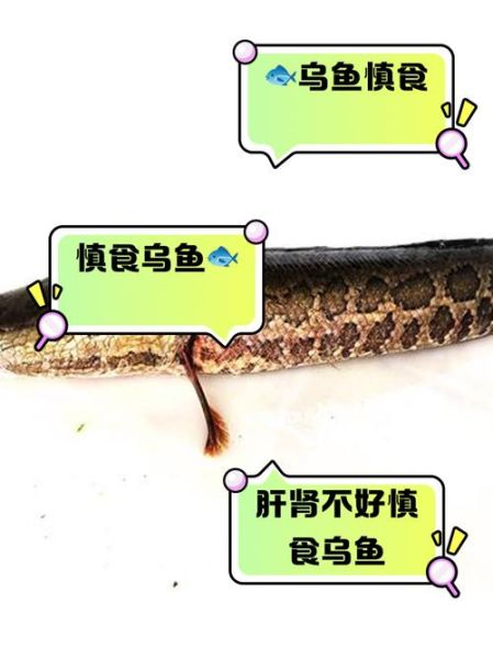 乌头鱼什么人不能吃_孕妇能吃吗-第1张图片-山城妙识